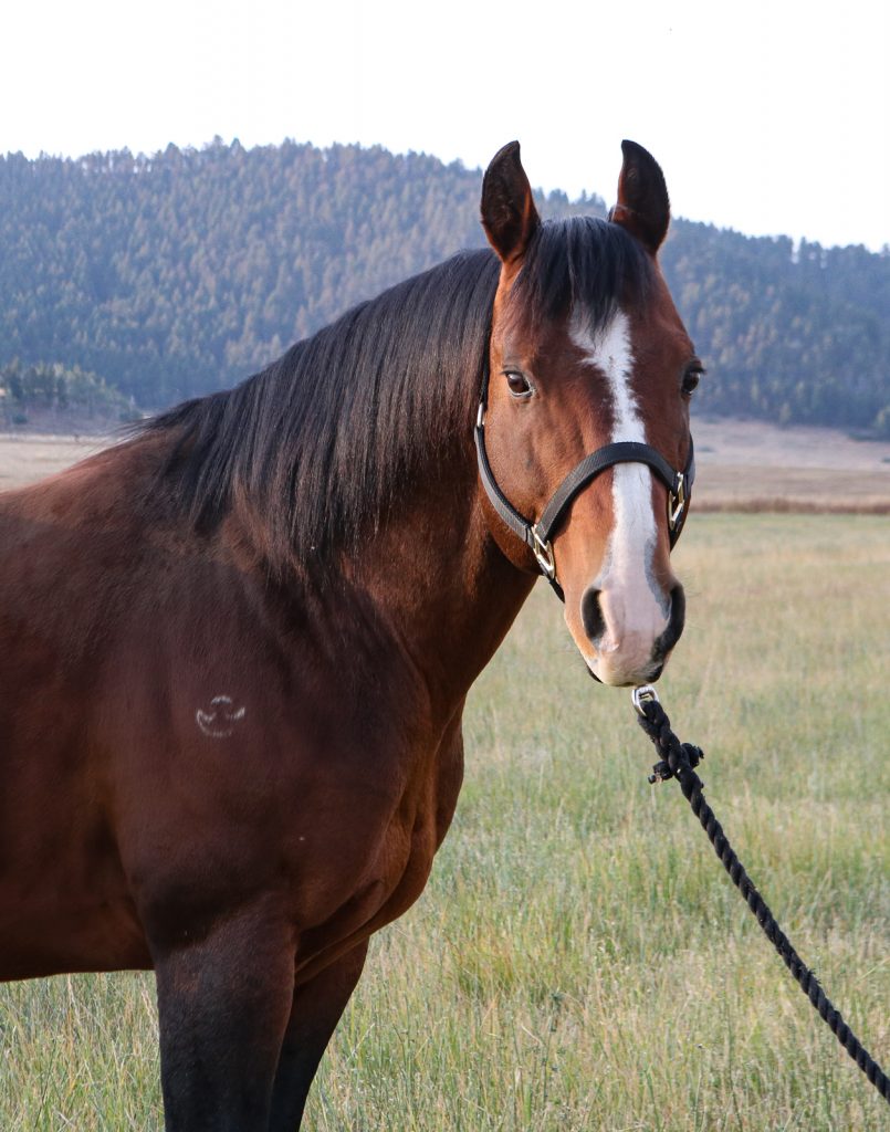 Sweetshot Playgun - Open Spear Ranch