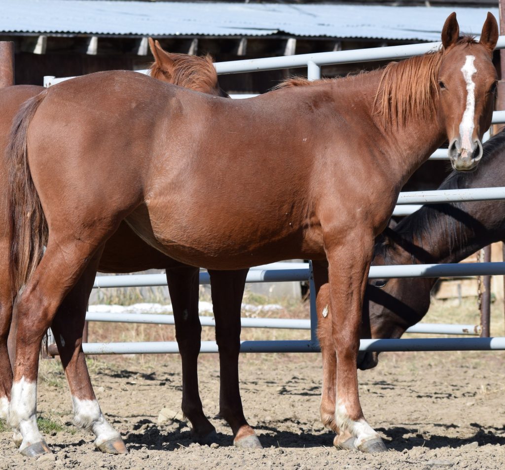 BOONSMAL BYE DESIGN - 2018 sorrel mare - Open Spear Ranch