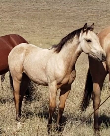SHESA DRY CAT - 2019 Buckskin mare - Open Spear Ranch