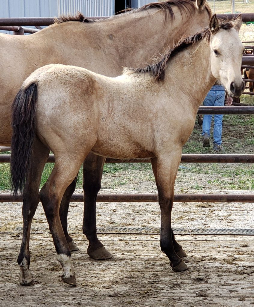 SHESA DRY CAT - 2019 Buckskin mare - Open Spear Ranch
