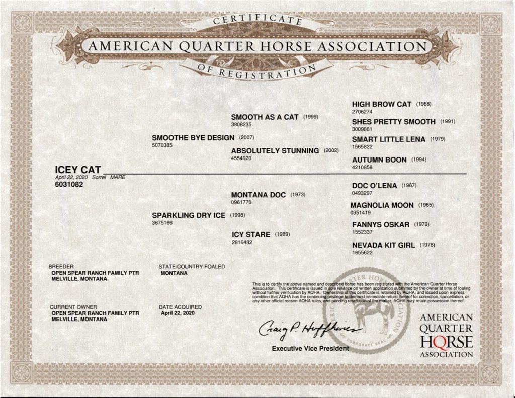 ICEY CAT - 2020 Sorrel mare - $5,000 - Open Spear Ranch