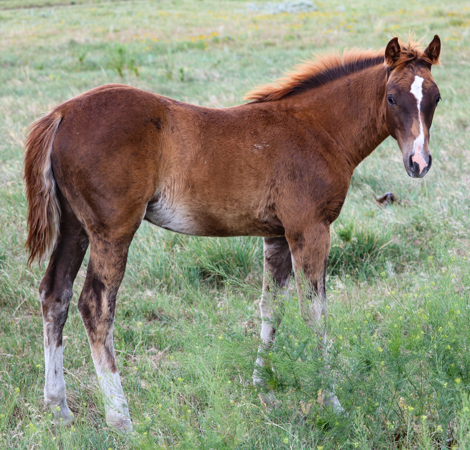ICEY CAT - 2020 Sorrel mare - $5,000 - Open Spear Ranch