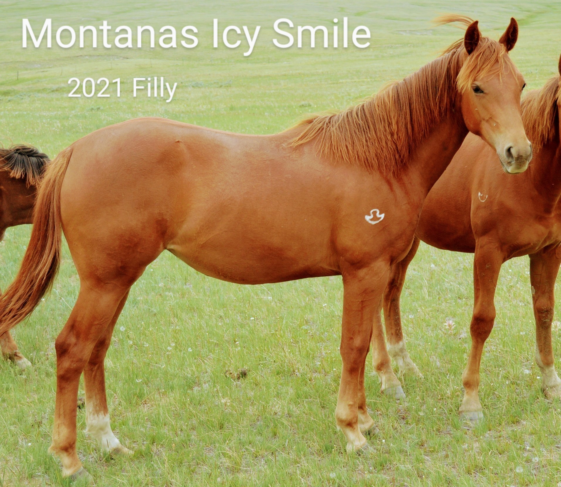 MONTANAS ICY SMILE - 2021 Sorrel mare - Open Spear Ranch