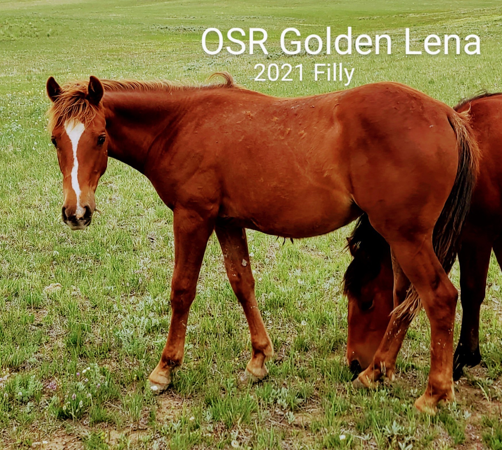 OSR GOLDEN LENA - 2021 Sorrel mare - Open Spear Ranch