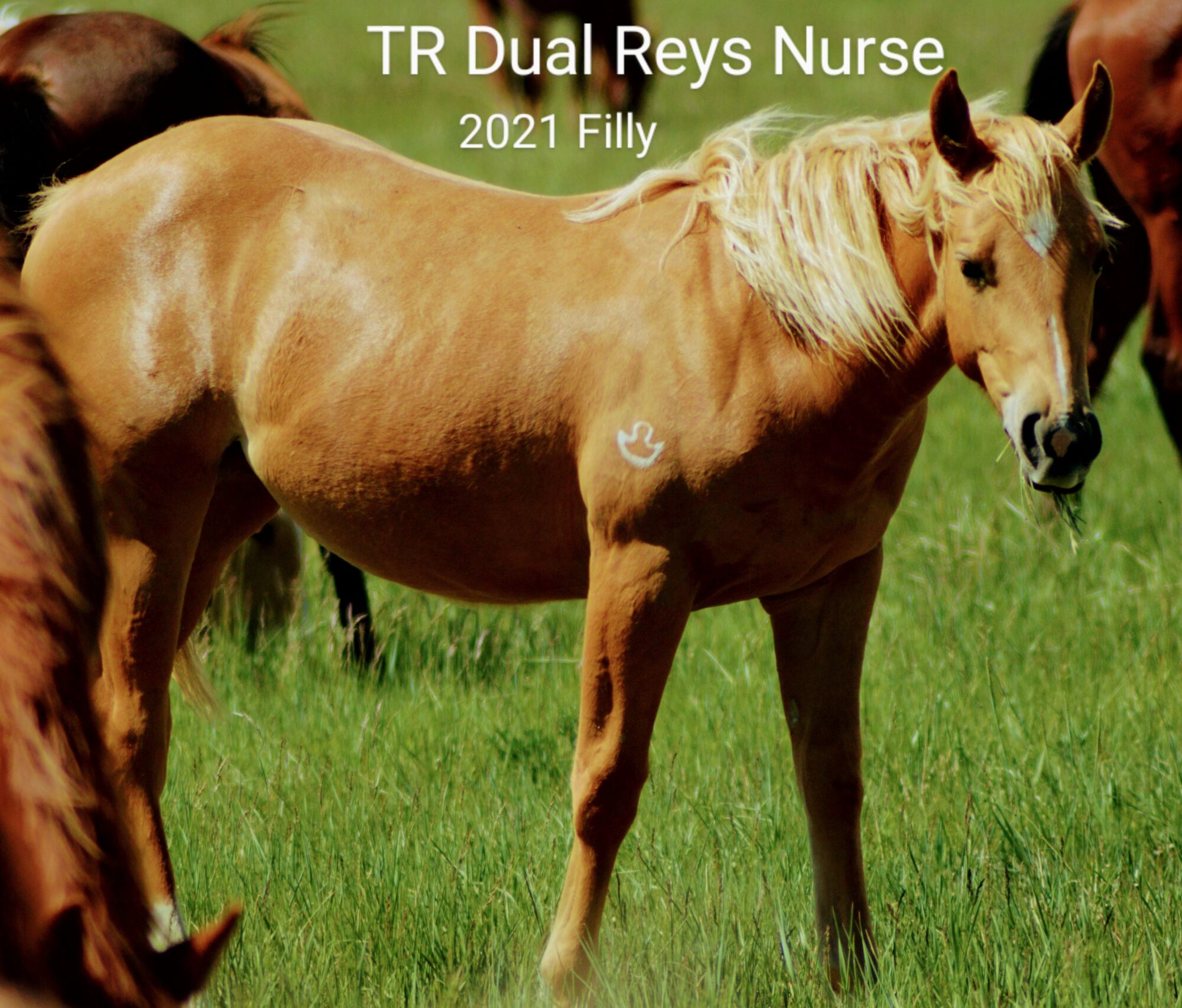 TR DUAL REYS NURSE - 2021 Palomino mare - Open Spear Ranch