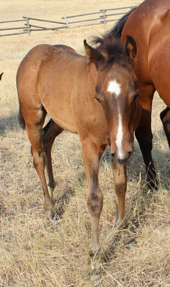 CATS TROJAN HORSE - 2021 Bay mare - Open Spear Ranch