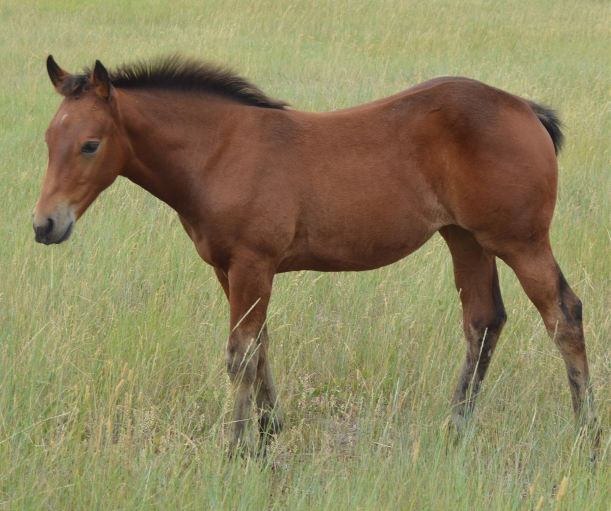 DUAL REY WITH A STAR - 2022 Bay mare - Open Spear Ranch