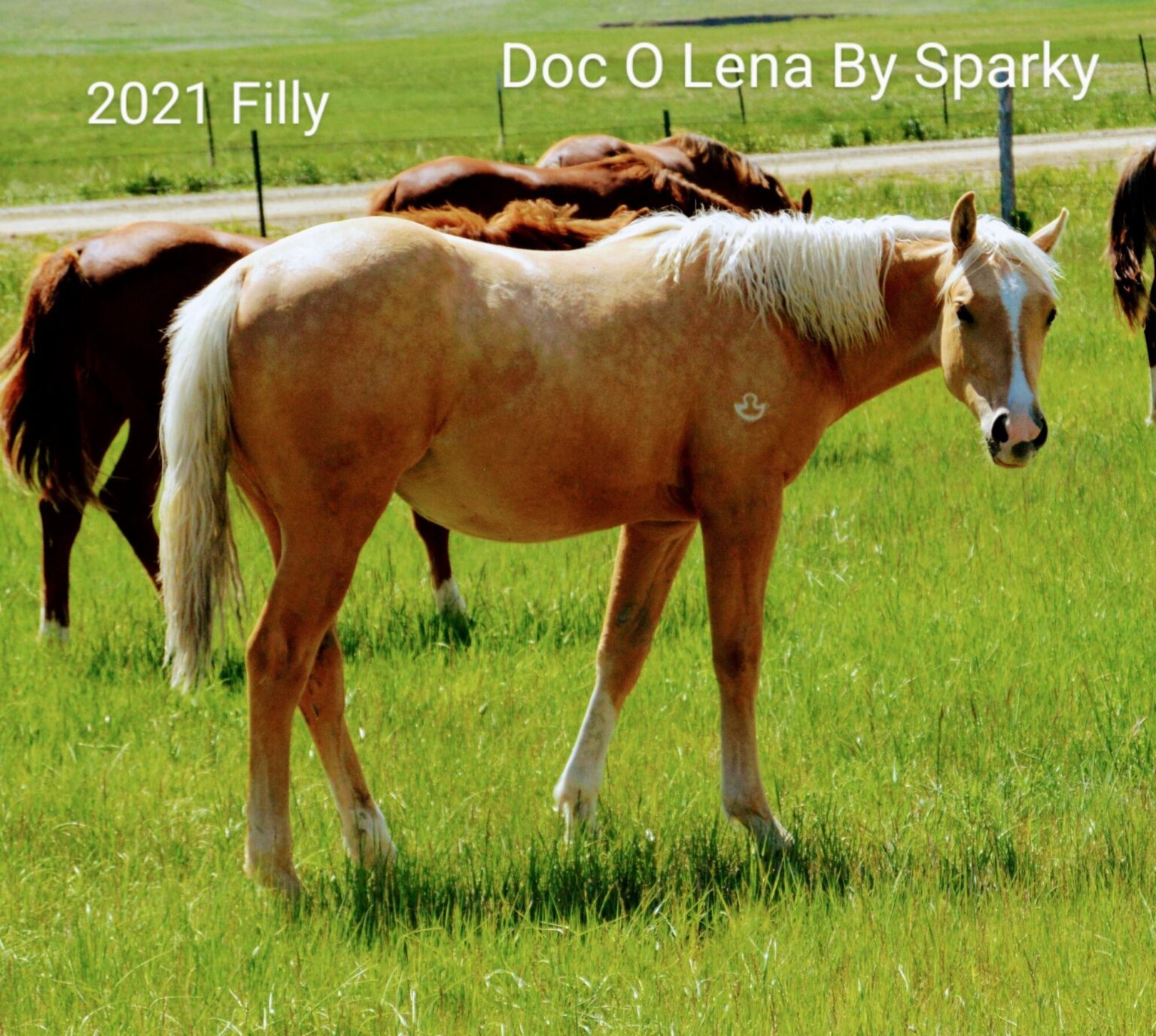 DOC OLENA BY SPARKY - 2021 Palomino mare - Open Spear Ranch