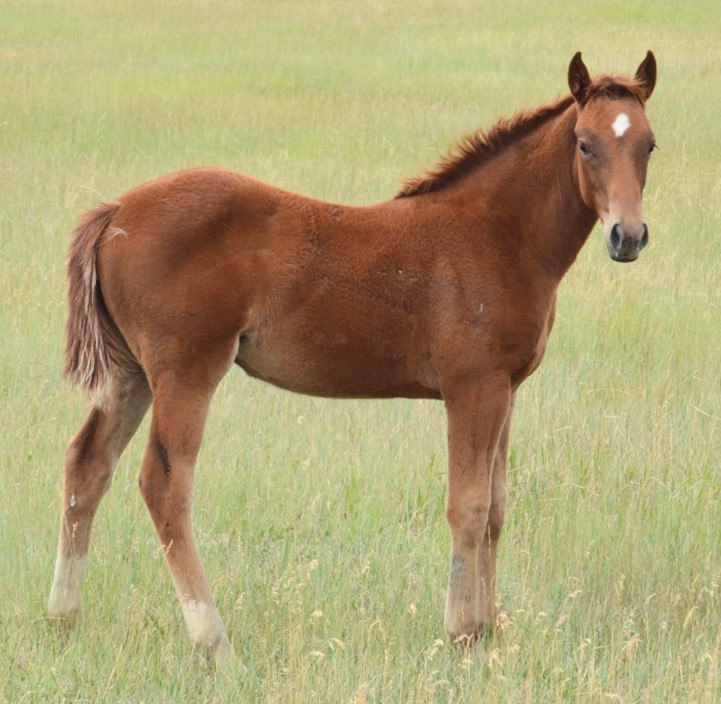 DUAL REYS DESTINY - 2022 Sorrel mare - Open Spear Ranch
