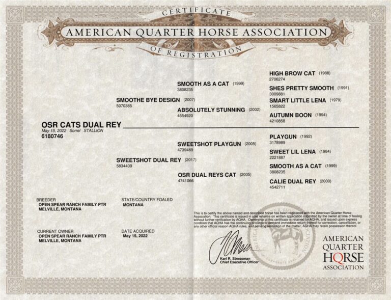 OSR CATS DUAL REY - 2022 Sorrel colt - Open Spear Ranch