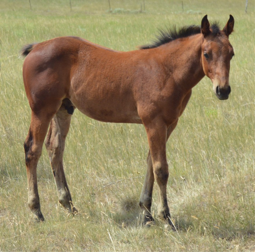 Bay Colt by OSR Fancy Lena x Sweetshot Playgun - Open Spear Ranch