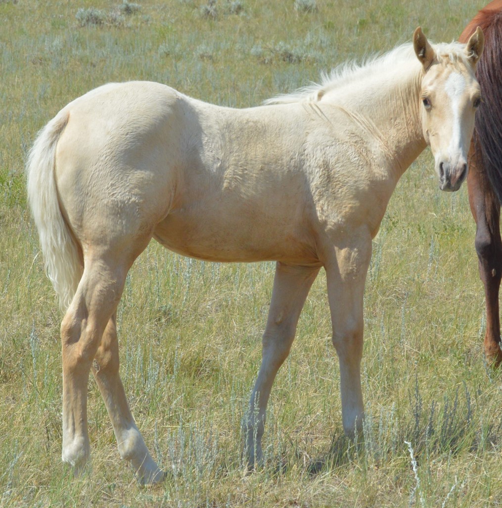 Palomino Filly by OSR Lil Foxy Dualrey x OSR Cats Boonsmals - Open ...