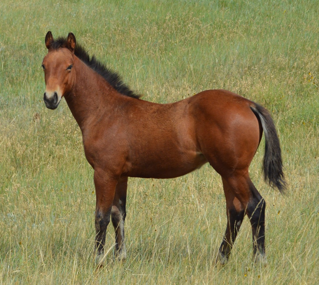 Bay Colt by OSR Smoothe Design x Sweetshot Playgun - Open Spear Ranch