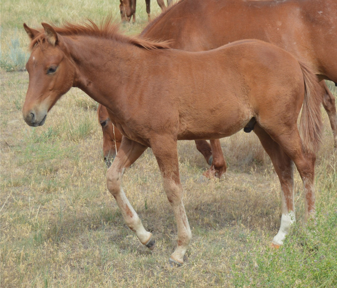 Sorrel Colt by OSR Young Guns Kitty x OSR Hickory Quixote - Open Spear ...