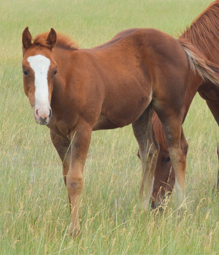 A YOUNG DUAL REY - 2022 Sorrel colt - Open Spear Ranch