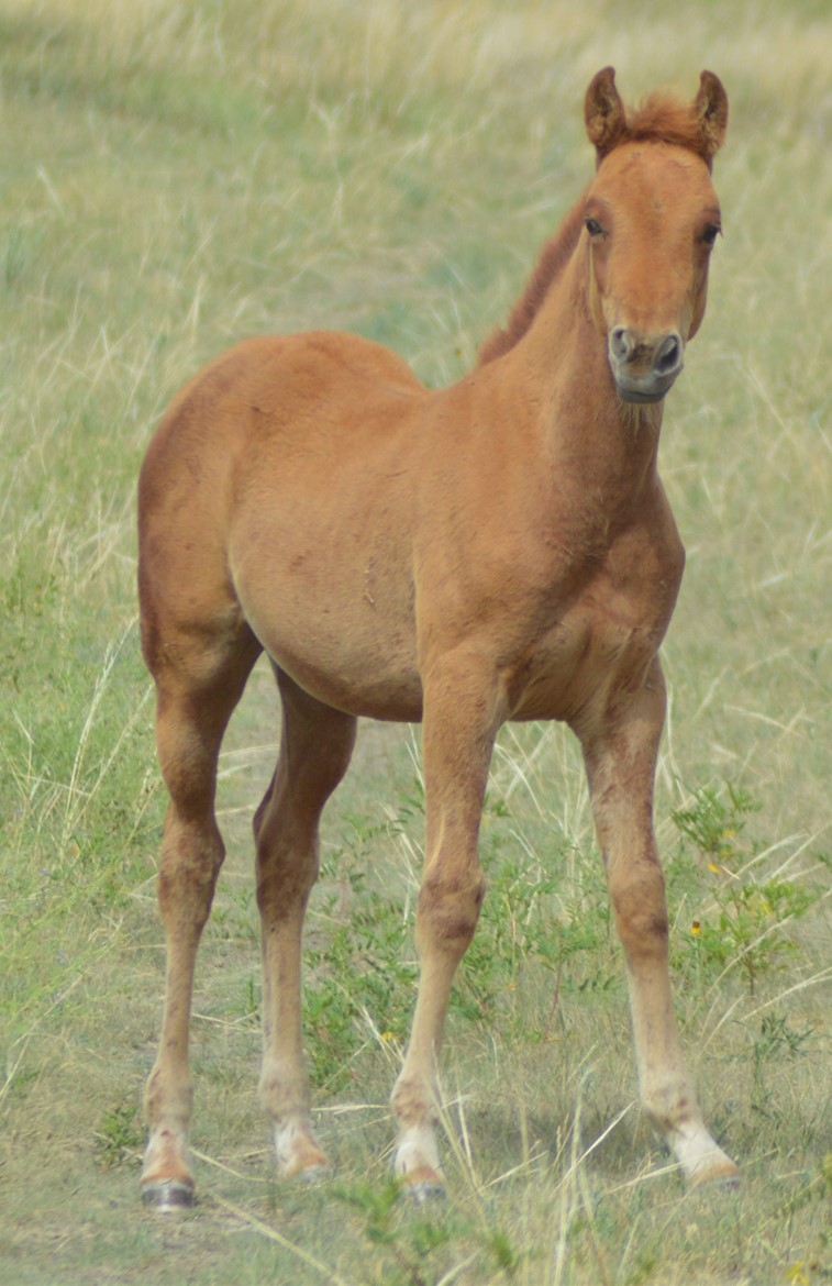 Sorrel colt by Shesa Young Playgun x OSR Hickory Quixote - Open Spear Ranch