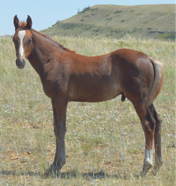 OSR CATS DUAL REY - 2022 Sorrel colt - Open Spear Ranch