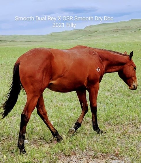 DRY DOC AND SMOOTH - 2021 Bay mare - Open Spear Ranch
