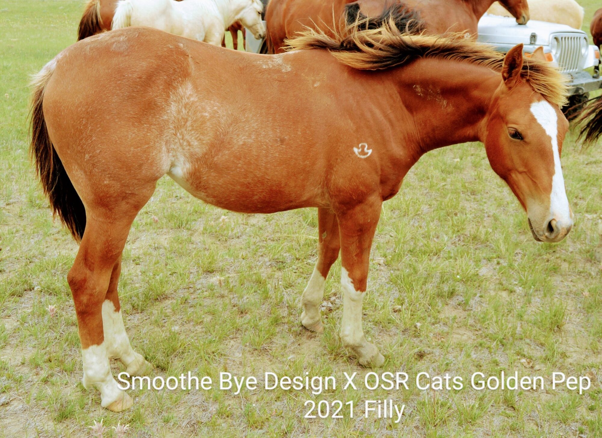 DUAL GOLDEN PEP - 2021 Sorrel mare - Open Spear Ranch