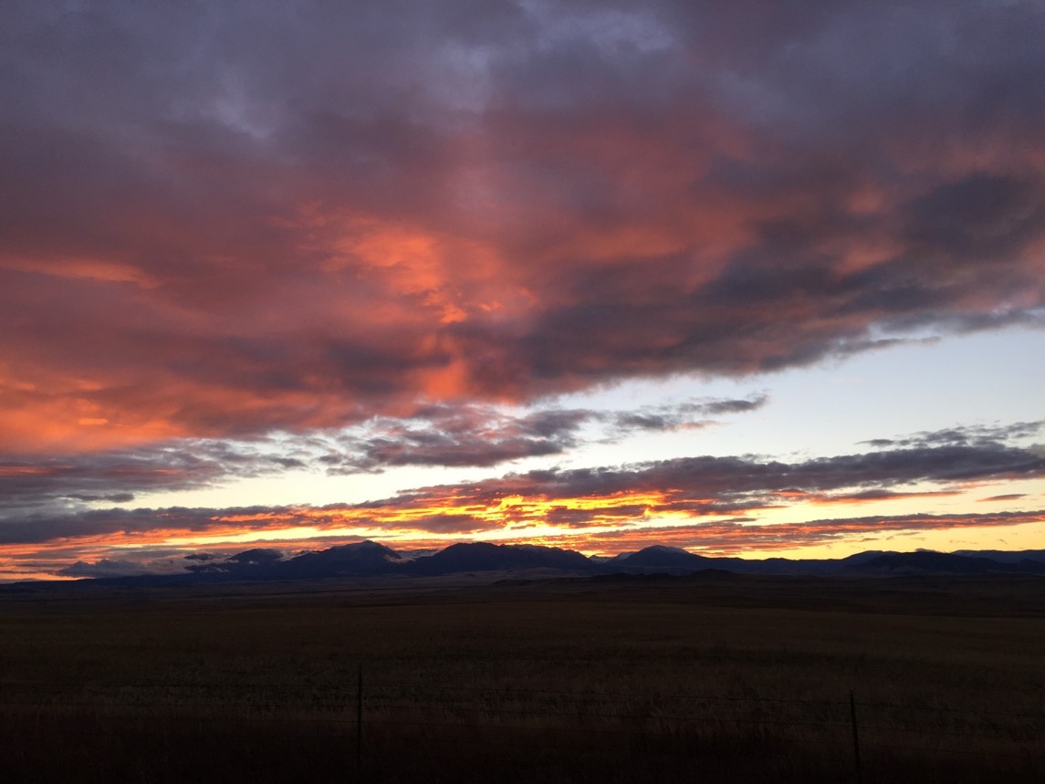 Cutting & Reining Horses for Sale in Montana | Open Spear Ranch