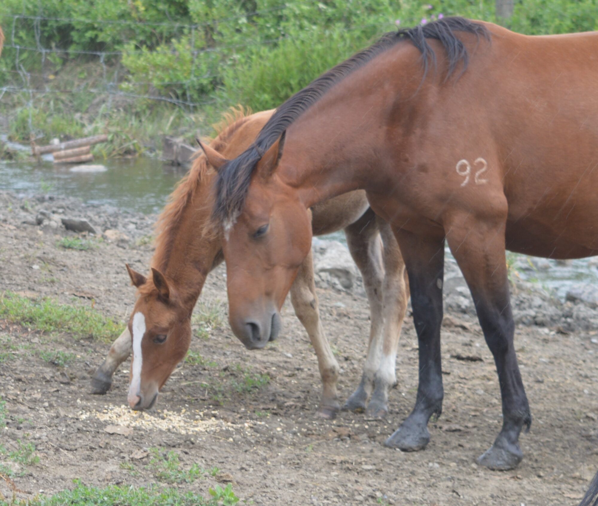 Mare #92 - Hickory Dual Rey - Open Spear Ranch