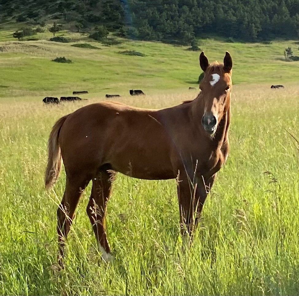 JG Little Spark - Open Spear Ranch