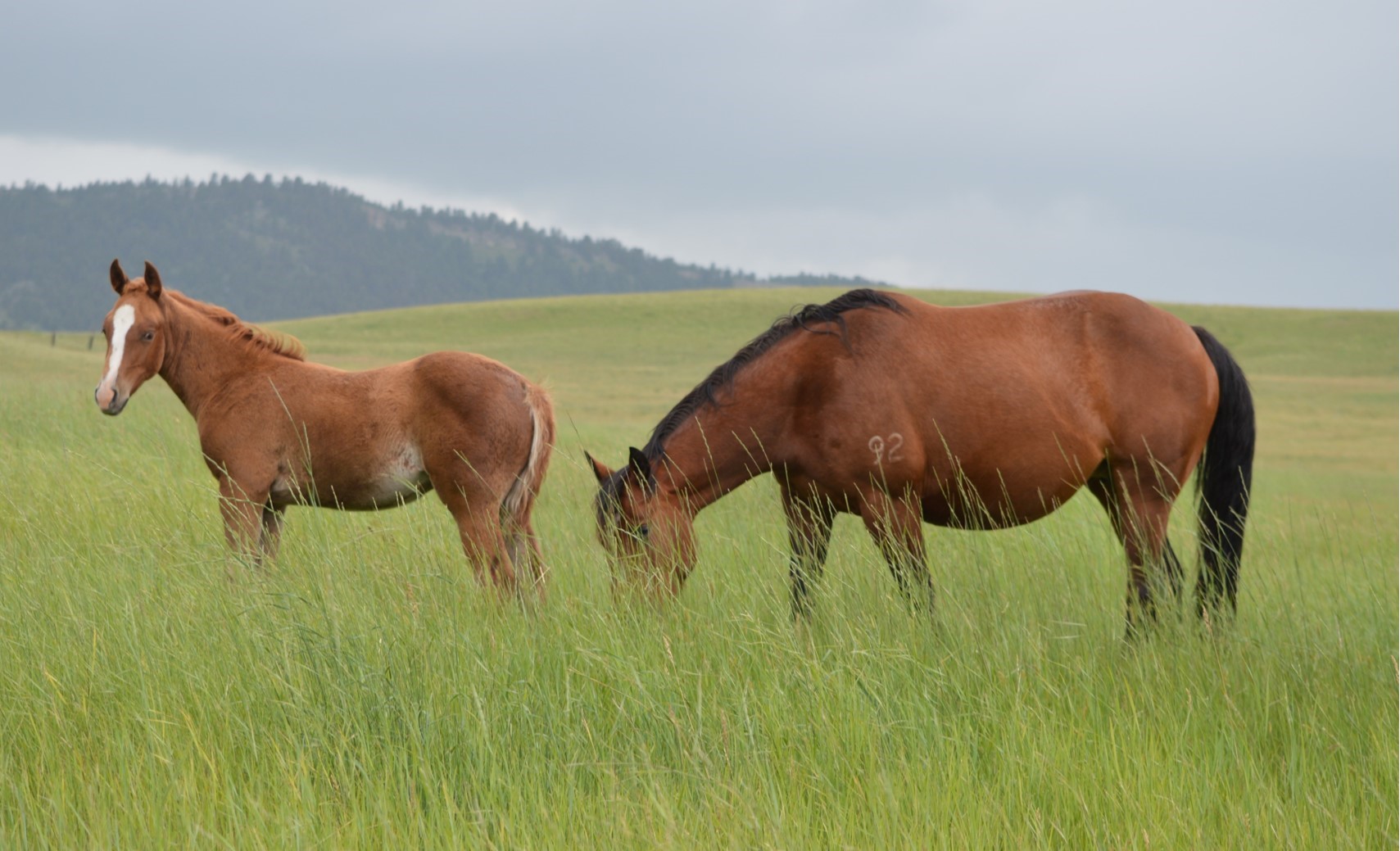 A Smoothe Dual Rey - Open Spear Ranch