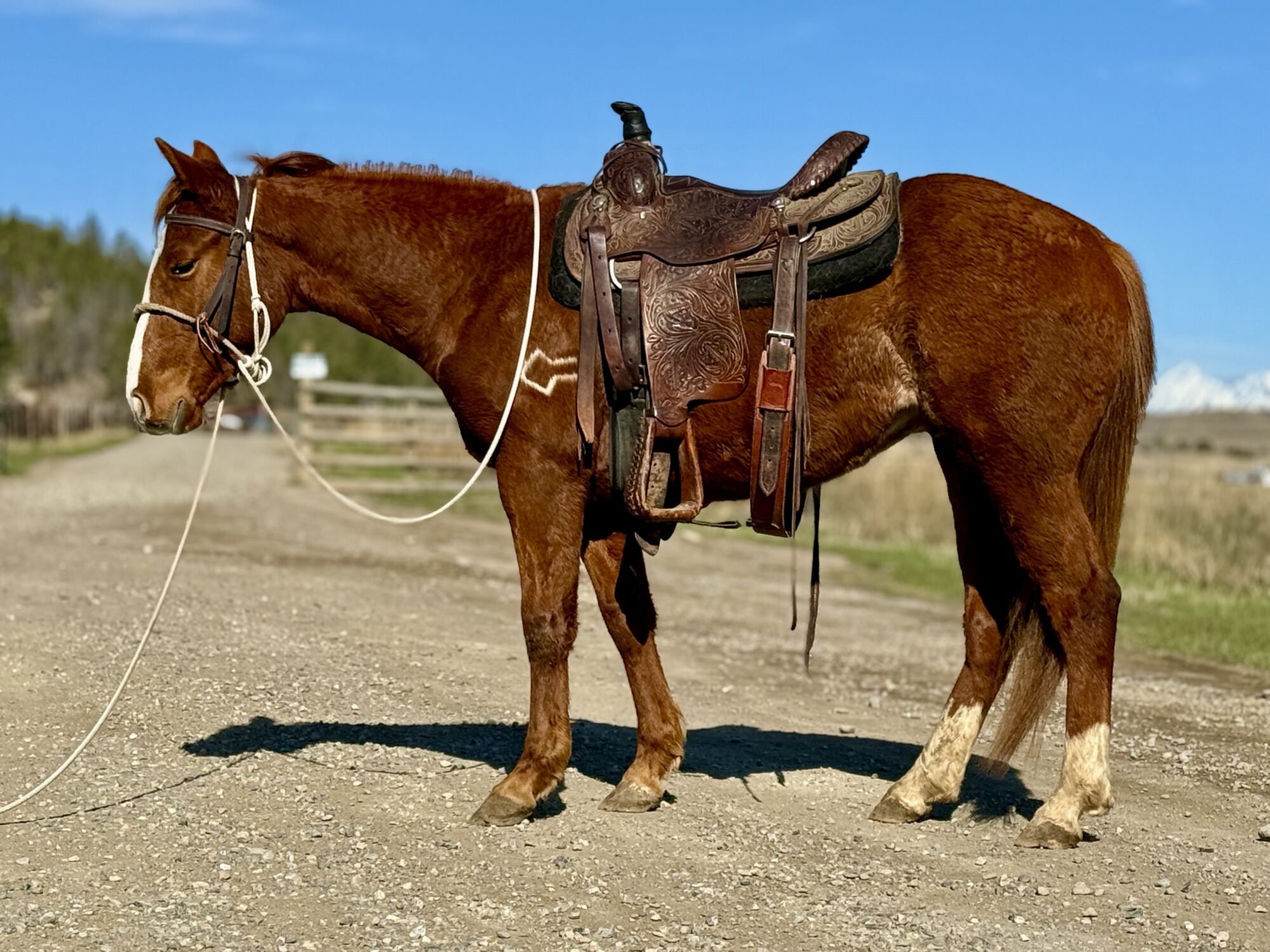 A Smoothe Dual Rey - Open Spear Ranch