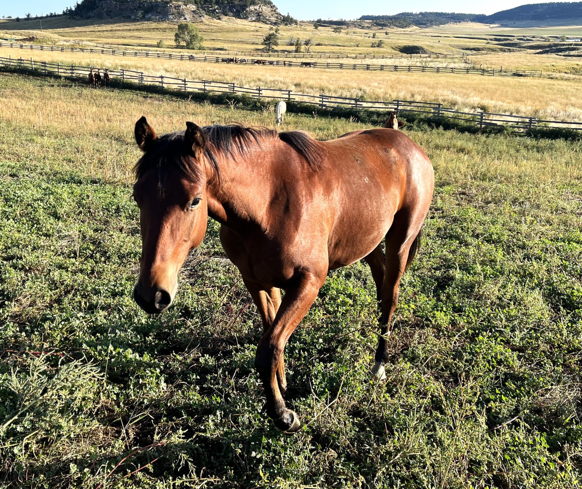 Hickory with a Gun - Open Spear Ranch
