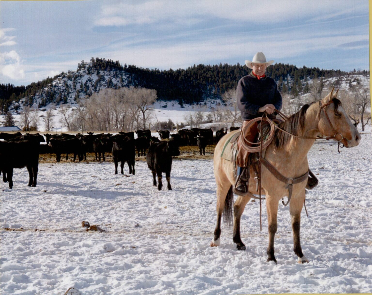 Cutting & Reining Horses for Sale in Montana | Open Spear Ranch